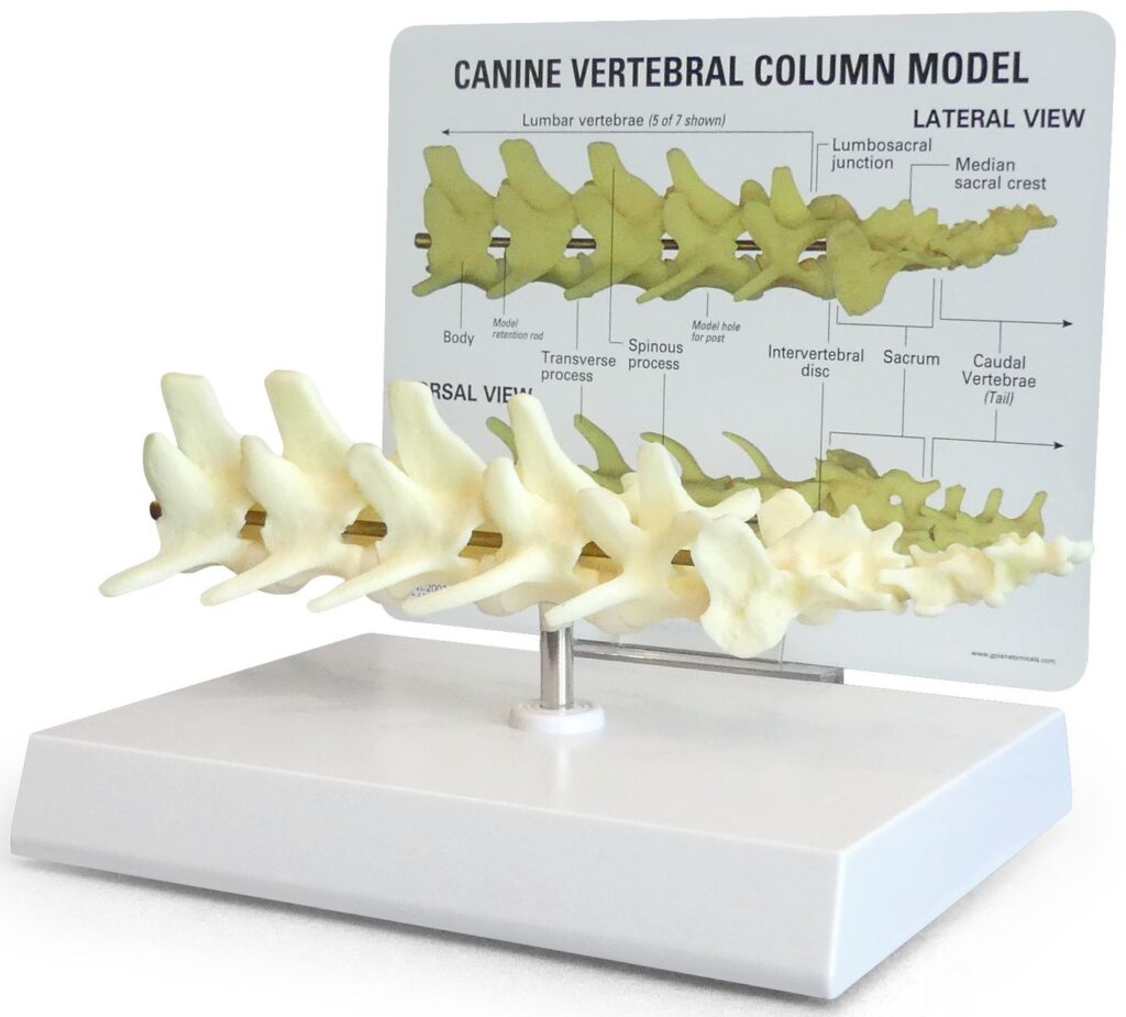 Modelo Anatómico de Columna Vertebral Canina de 5 Piezas - Medical Factory