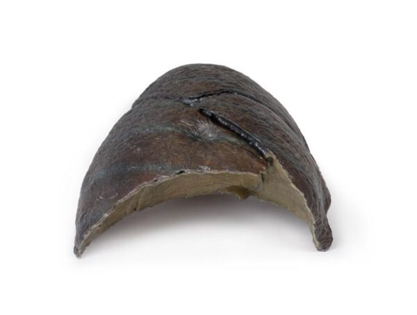 Modelo de Pulmón derecho - Hilio Removido - Medical Factory