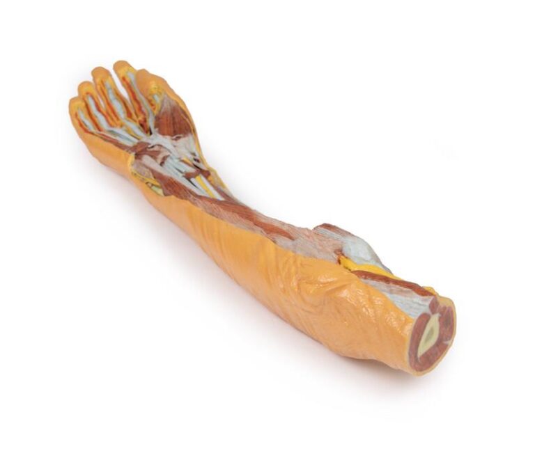 Modelo de Antebrazo y Mano - Disección Superficial y Profunda - Medical ...