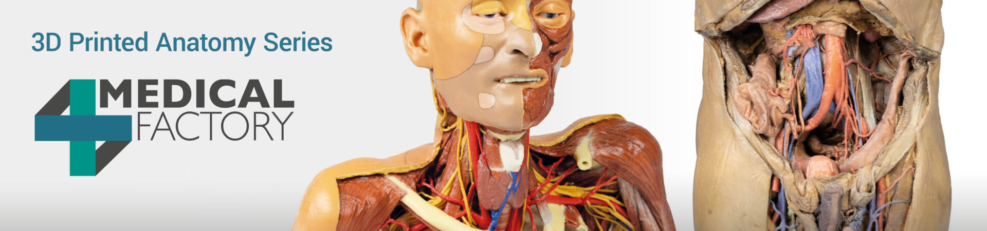 Modelos Anatómicos Impresos en 3D – Medical Factory