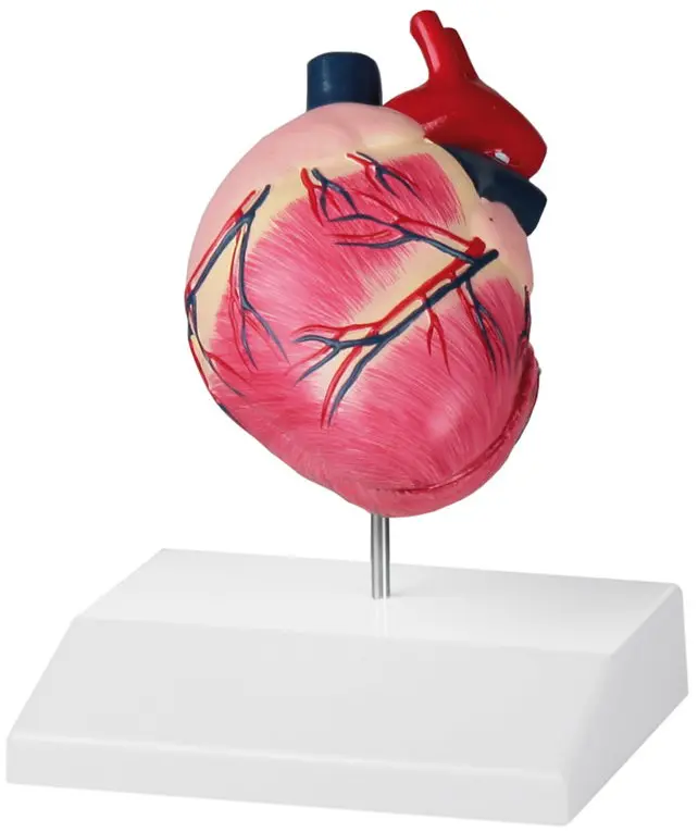 Anatomía Del Corazón Canino