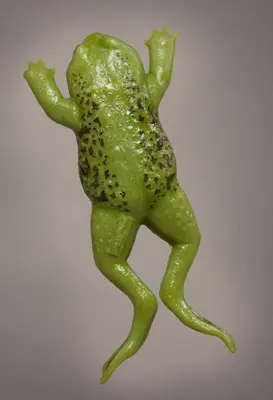 Anatomía De Una Rana Disecada Disección De Kind Frog: Guía Para El