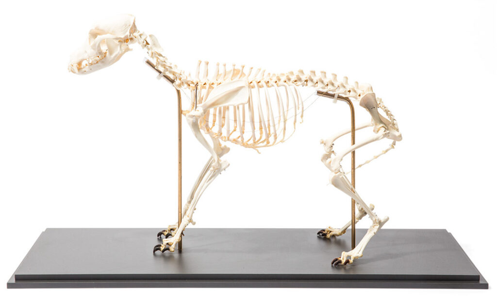 Modelo de Esqueleto de Perro - Tamaño M - Montaje Flexible Preparado ...