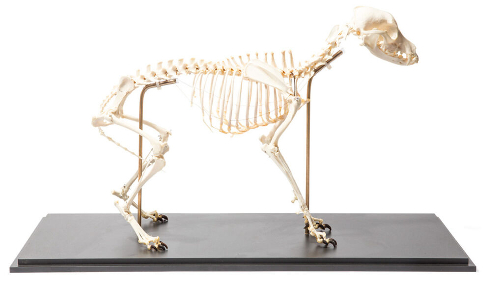 Modelo de Esqueleto de Perro - Tamaño M - Montaje Flexible Preparado ...
