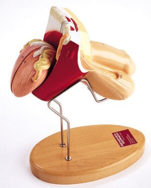 Modelo de Multi – Torso – Medical Factory