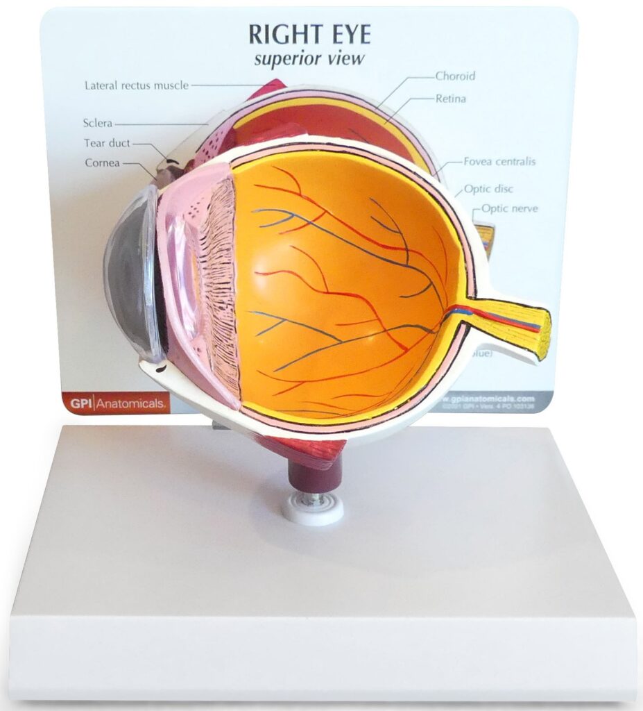 Modelo Anatómico de Ojo – Medical Factory