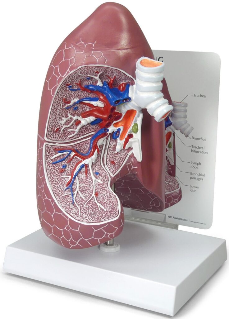 Modelo Anatómico de Pulmón Derecho – Medical Factory