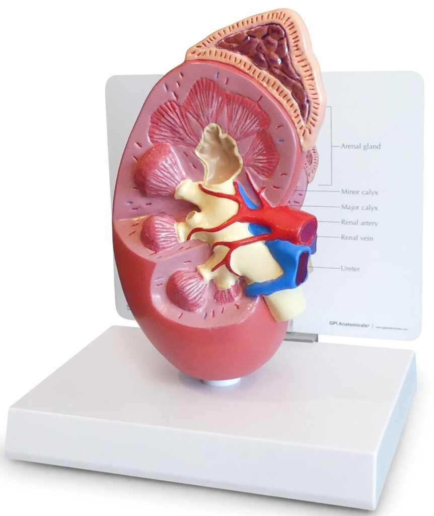 Modelo Anatómico de Riñón – Medical Factory