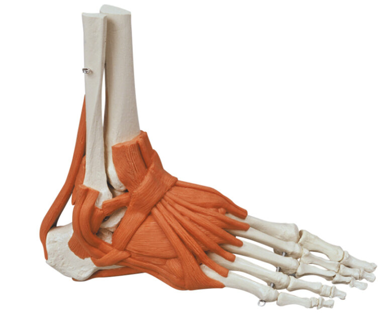 Modelo Esquelético de Pie con Ligamentos - Medical Factory