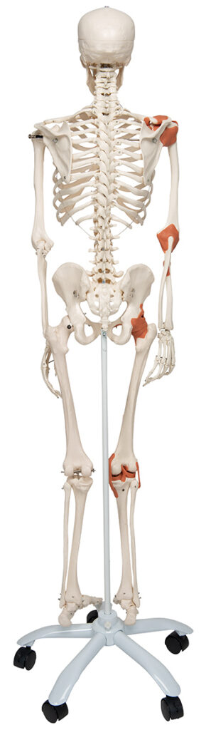 Modelos de Esqueleto Humano – Medical Factory