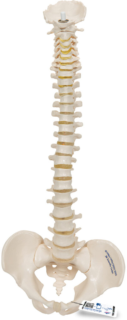 Modelo de Columna Vertebral Miniatura – Elástica – Medical Factory