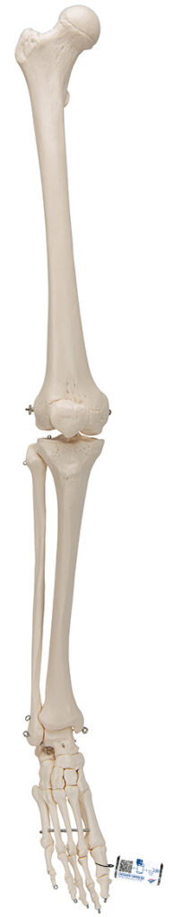 Modelo de Esqueleto de Pierna con Pie - Medical Factory