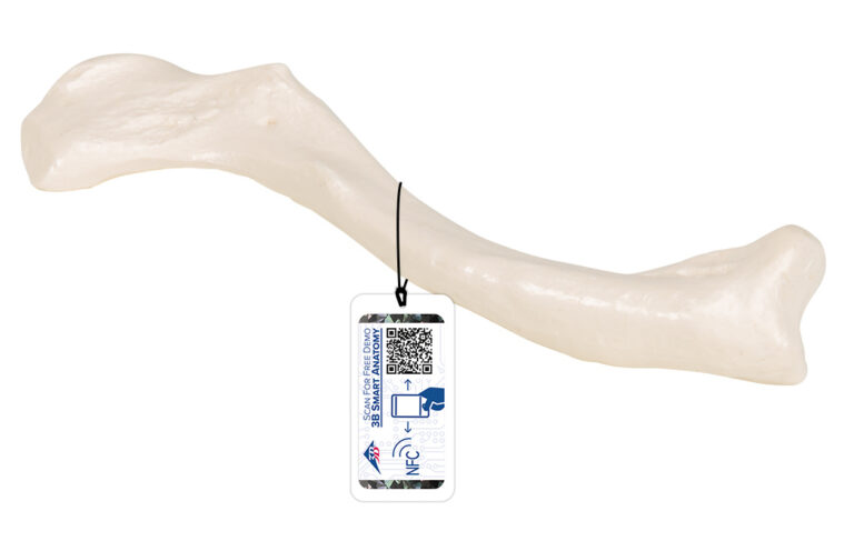 Modelo de Clavícula – Medical Factory