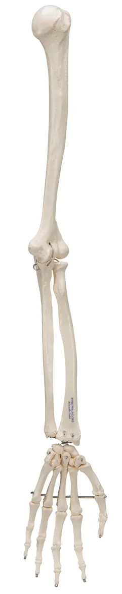 Huesos Del Brazo Humano Etiquetados