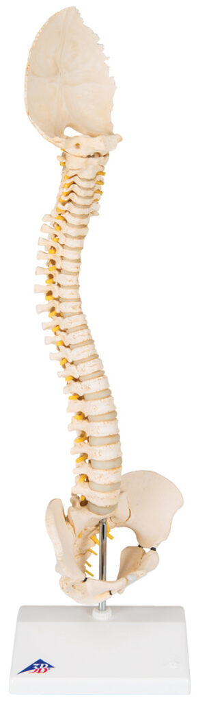 Modelo de Columna Vertebral Pediátrica - Medical Factory
