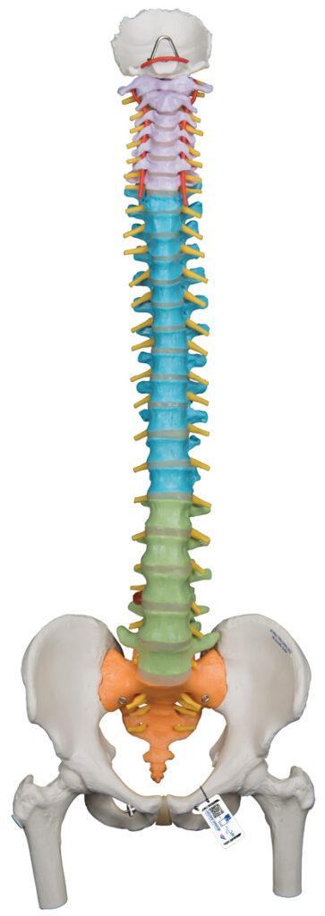Modelo de Columna Didáctica Flexible – Medical Factory