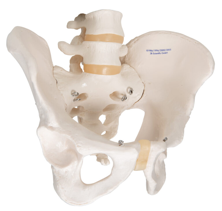 Modelos de Pelvis – Medical Factory