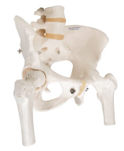 Modelos de Pelvis – Medical Factory
