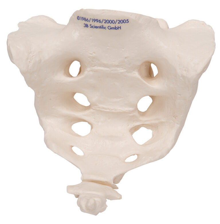 Modelo de Sacro y Coxis – Medical Factory