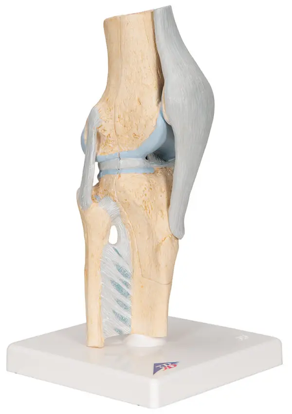 Partes De La Anatomía De La Rodilla