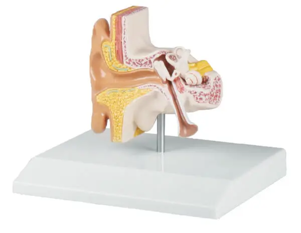 Anatomía Humana Oreja Oreja Svg, Oreja Humana Png, Clipart De