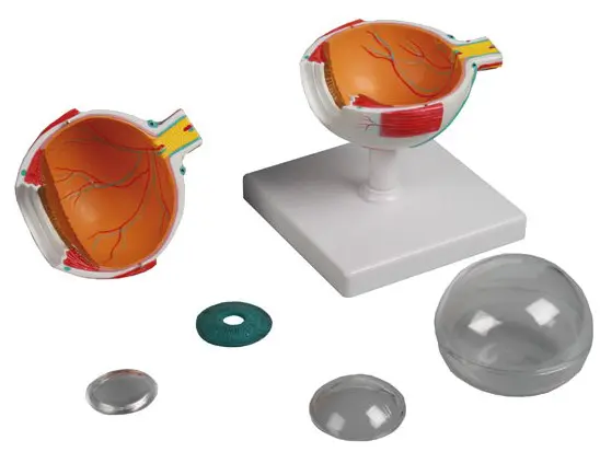 Modelo De Anatomía Del Ojo