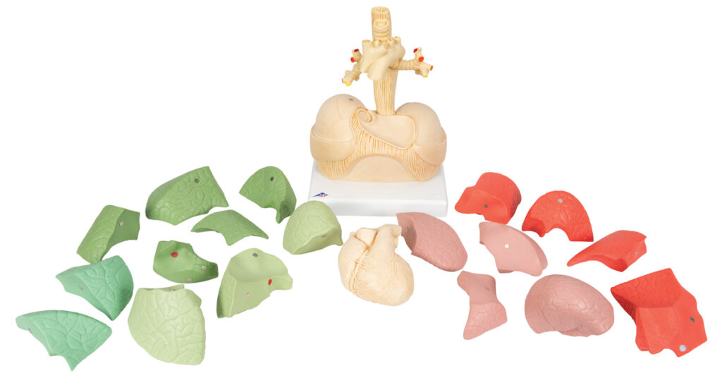 Modelo de Pulmón Segmentado con Imanes – Medical Factory