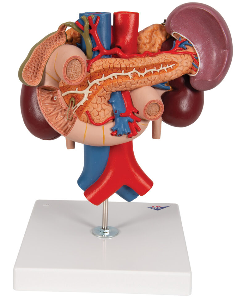 Modelos Anatómicos – Medical Factory