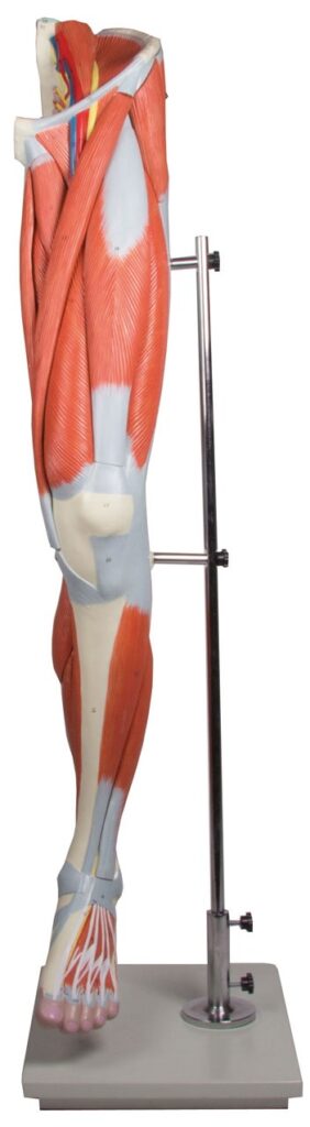 Modelo de Pierna Muscular – 13 Partes – Medical Factory