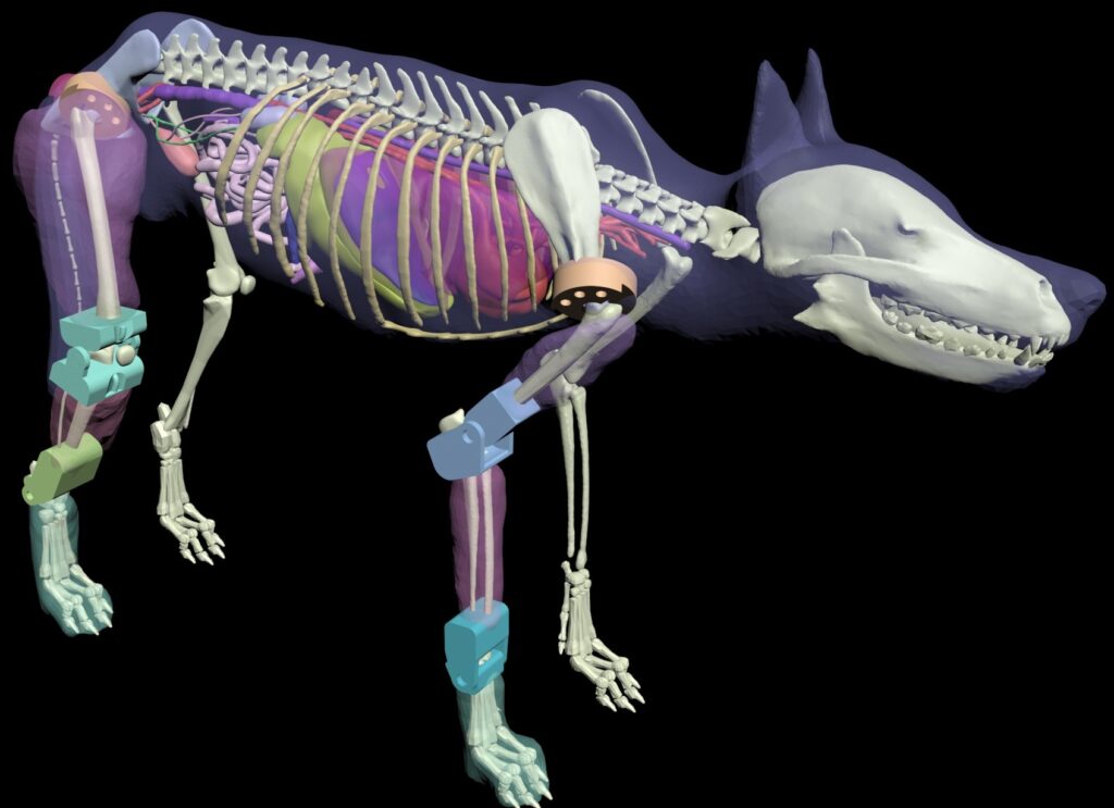 Simulador de Perro para Radiografía - Tomografía Computarizada ...
